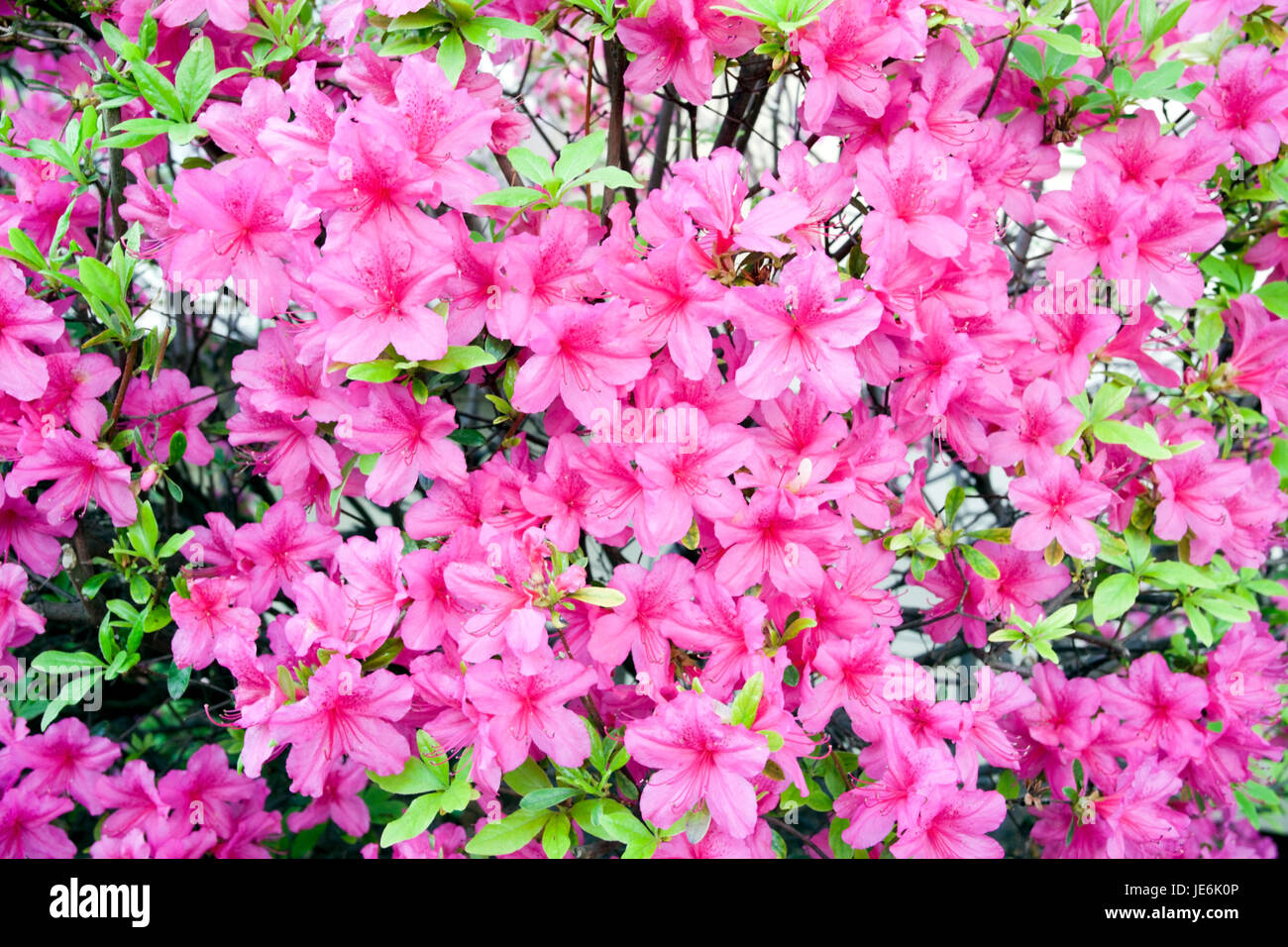 Pink spring azalea blossoms. Horizontal Stock Photo - Alamy