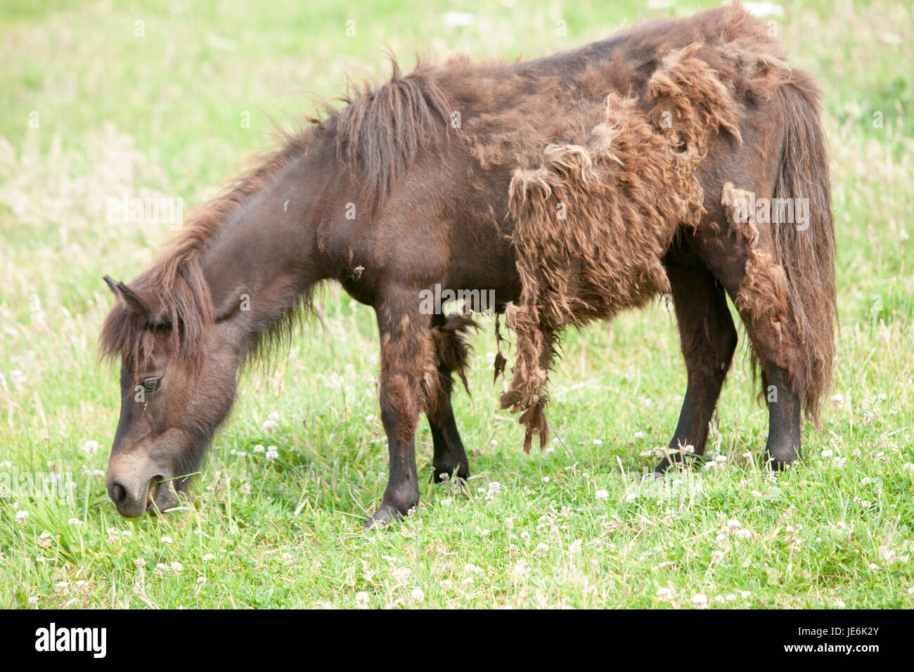 Ancient celtic pony hi-res stock photography and images - Alamy