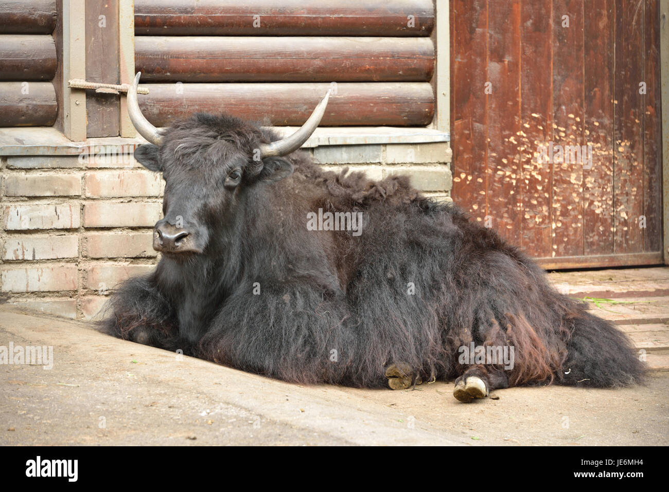 Wild yak (Bos mutus) resting Stock Photo - Alamy