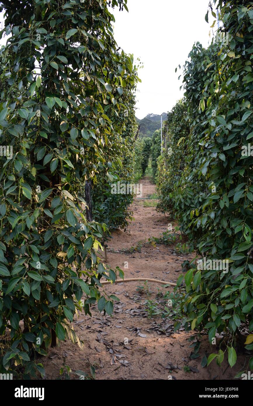 Pepper cultivation india hi-res stock photography and images - Alamy