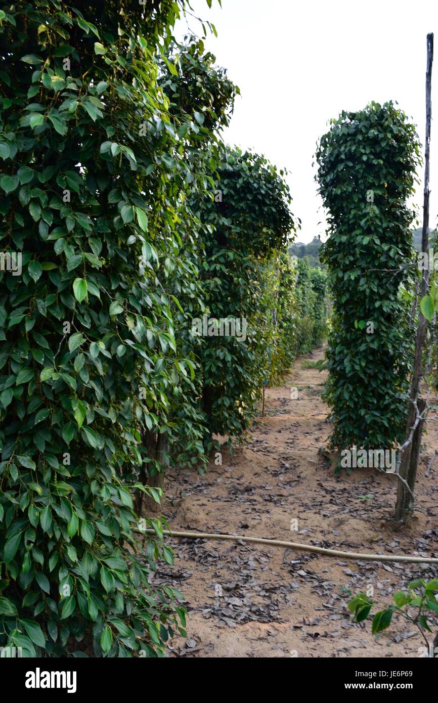 Black pepper plant kerala india hi-res stock photography and images - Alamy