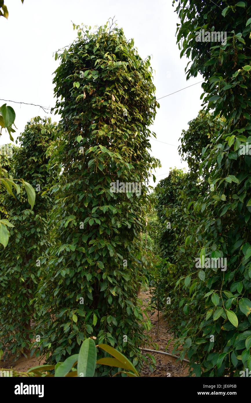 Black Pepper Plant Kerala India High Resolution Stock Photography and ...