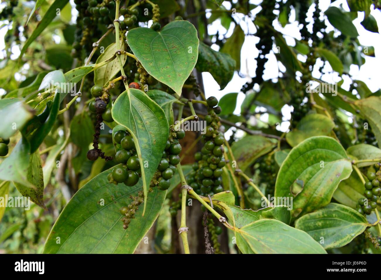 Black pepper farming hi-res stock photography and images - Alamy