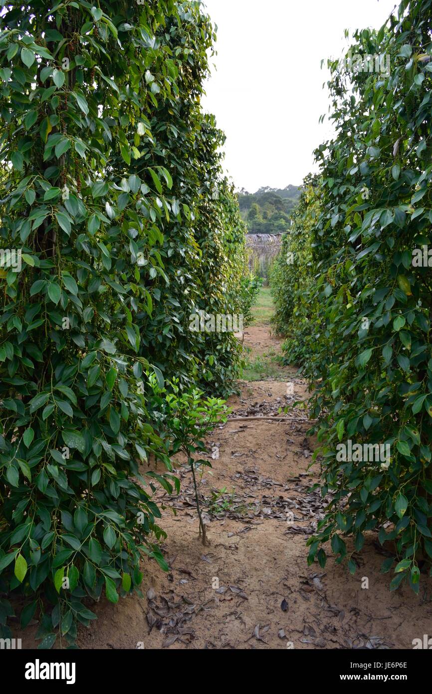 Black pepper plantation kerala hi-res stock photography and images - Alamy