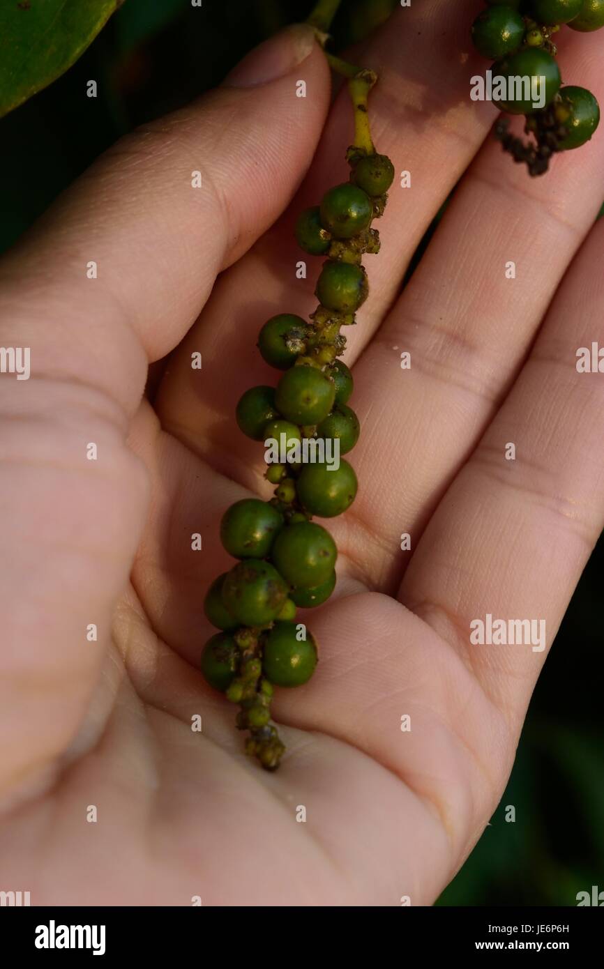 India pepper farming hi-res stock photography and images - Alamy