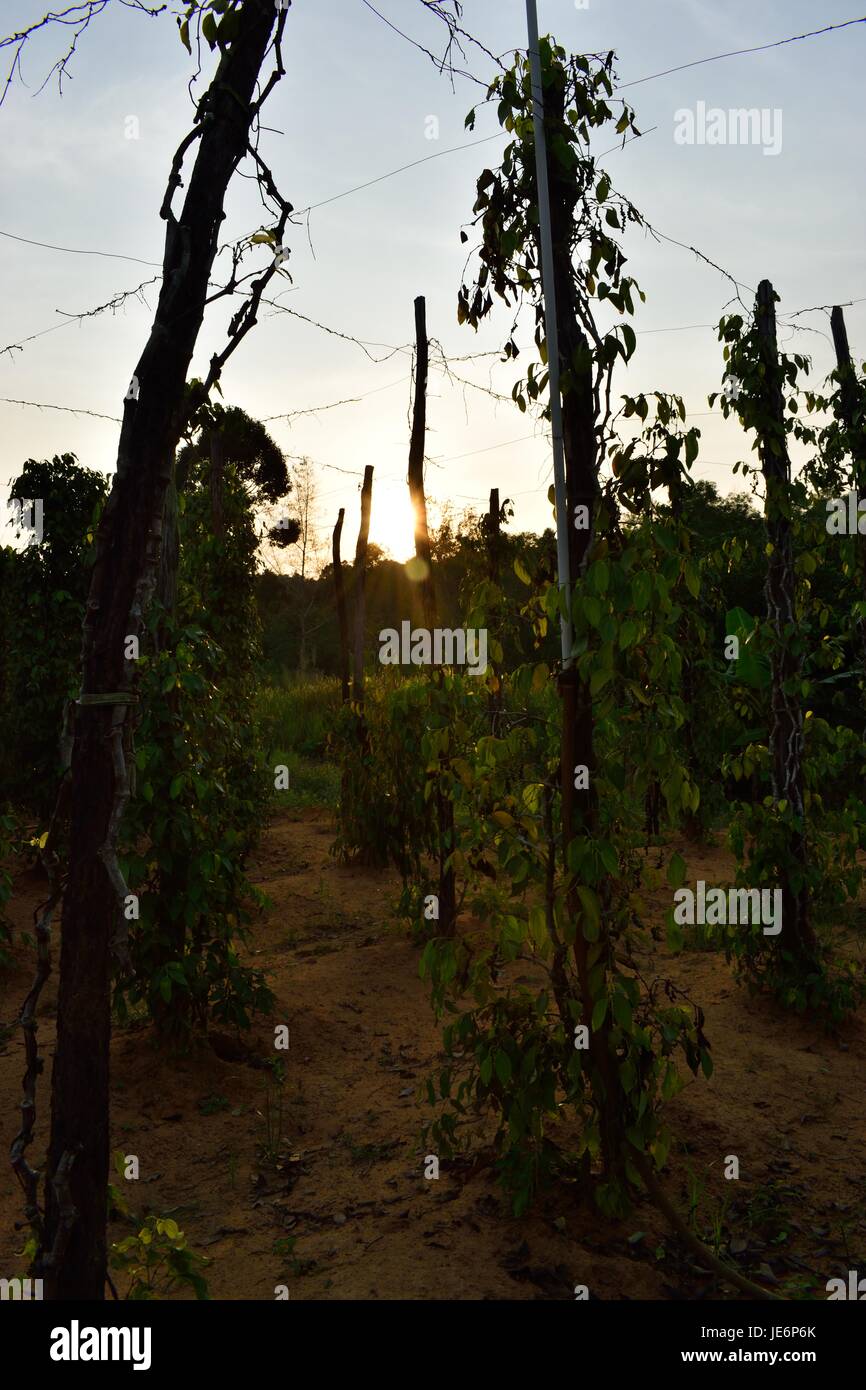 Black pepper plantation kerala hi-res stock photography and images - Alamy