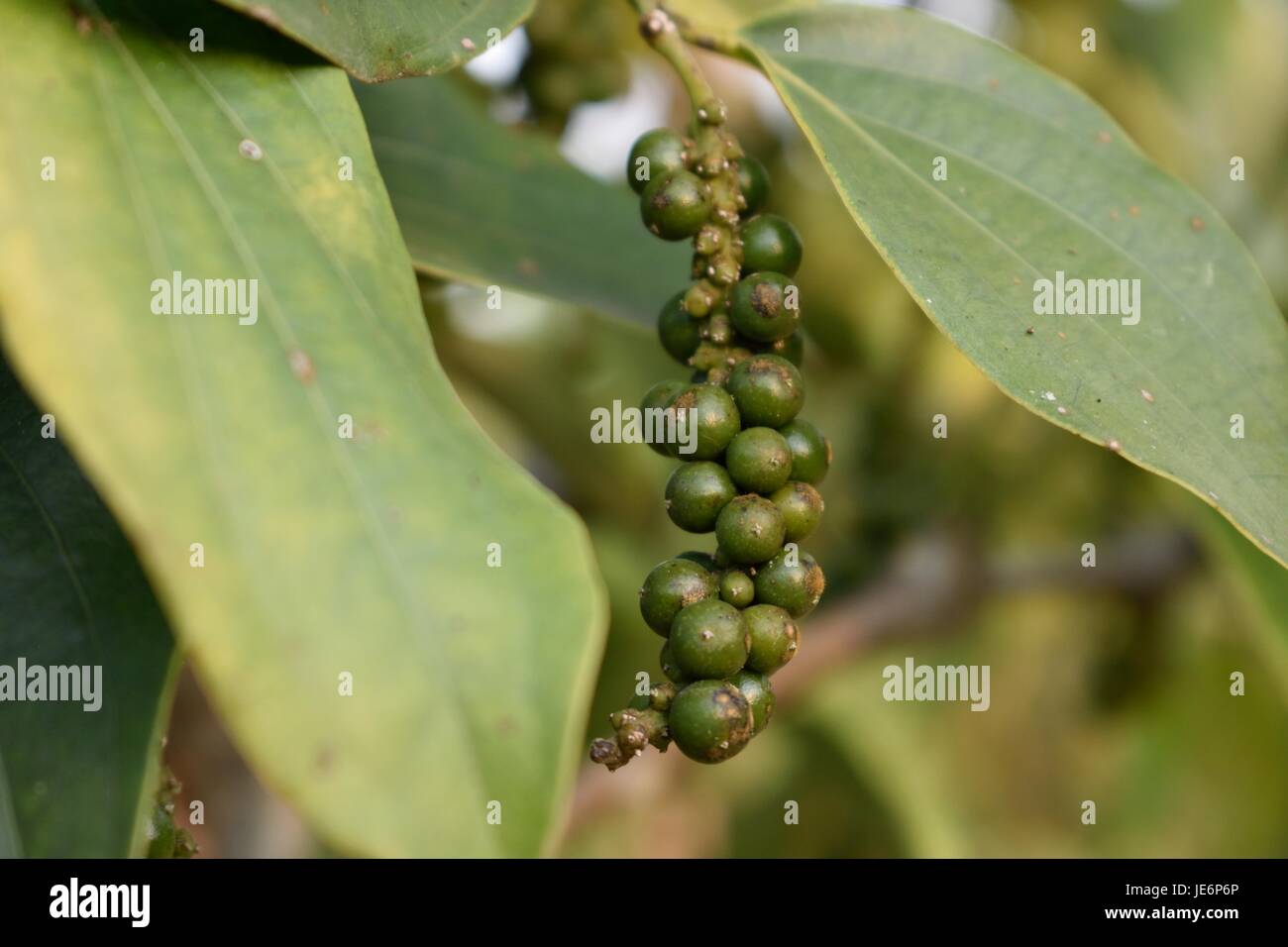 Black Pepper Farming Stock Photos & Black Pepper Farming Stock Images ...