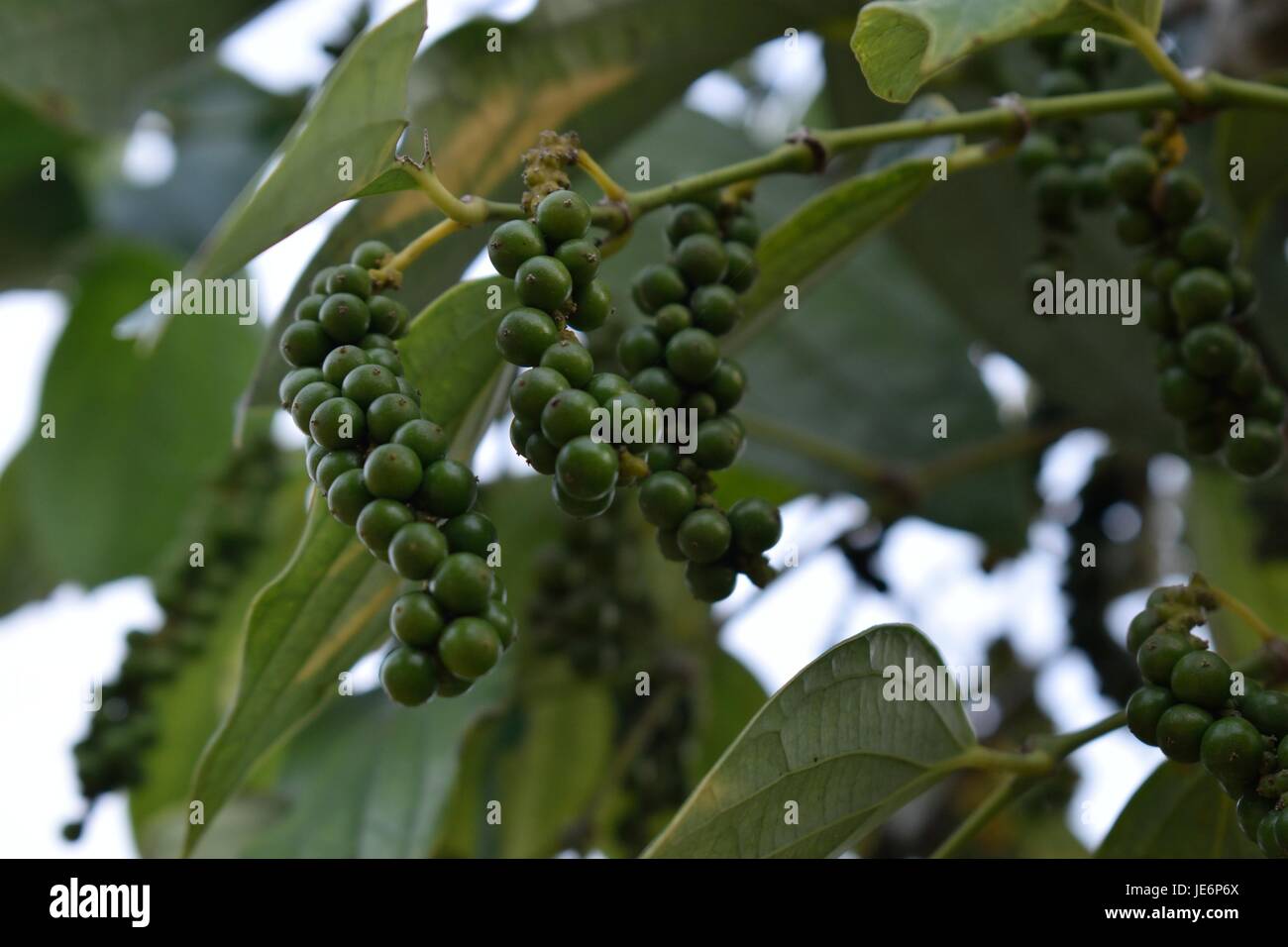 India pepper farm hi-res stock photography and images - Alamy