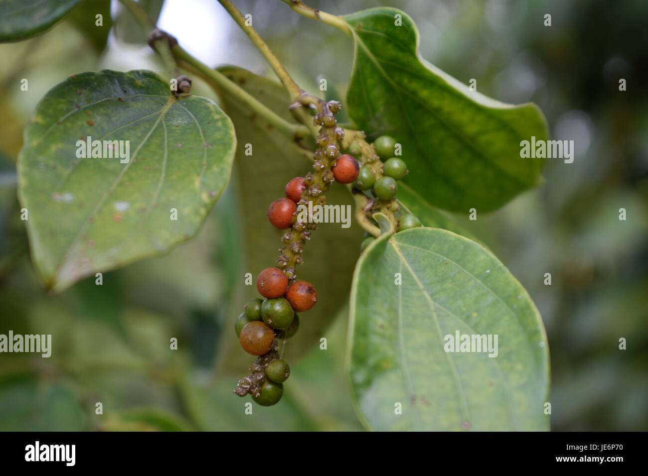 Black pepper farming hi-res stock photography and images - Alamy