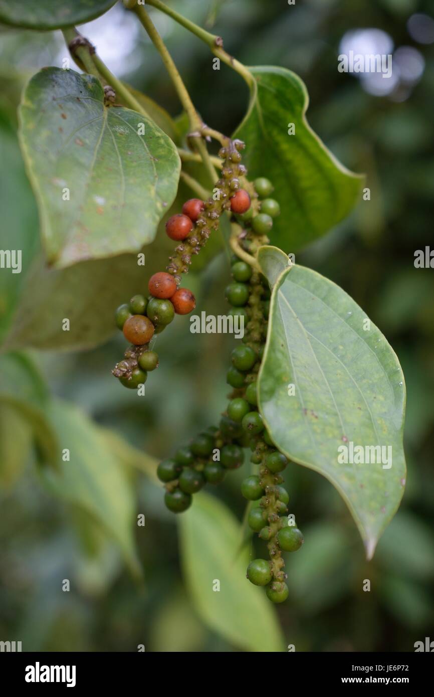 Pepper farm phu quoc hi-res stock photography and images - Alamy