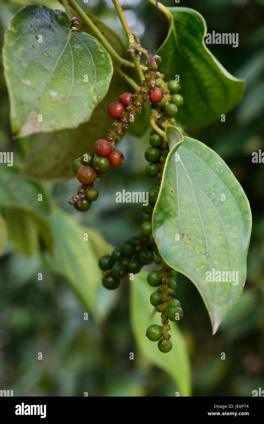 Pepper plantation hi-res stock photography and images - Alamy
