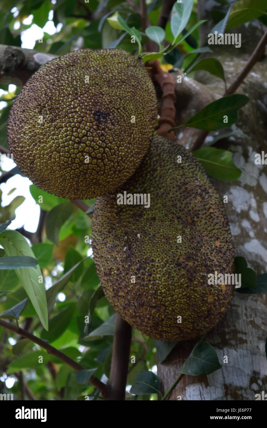 Jackfruit growing hi-res stock photography and images - Alamy