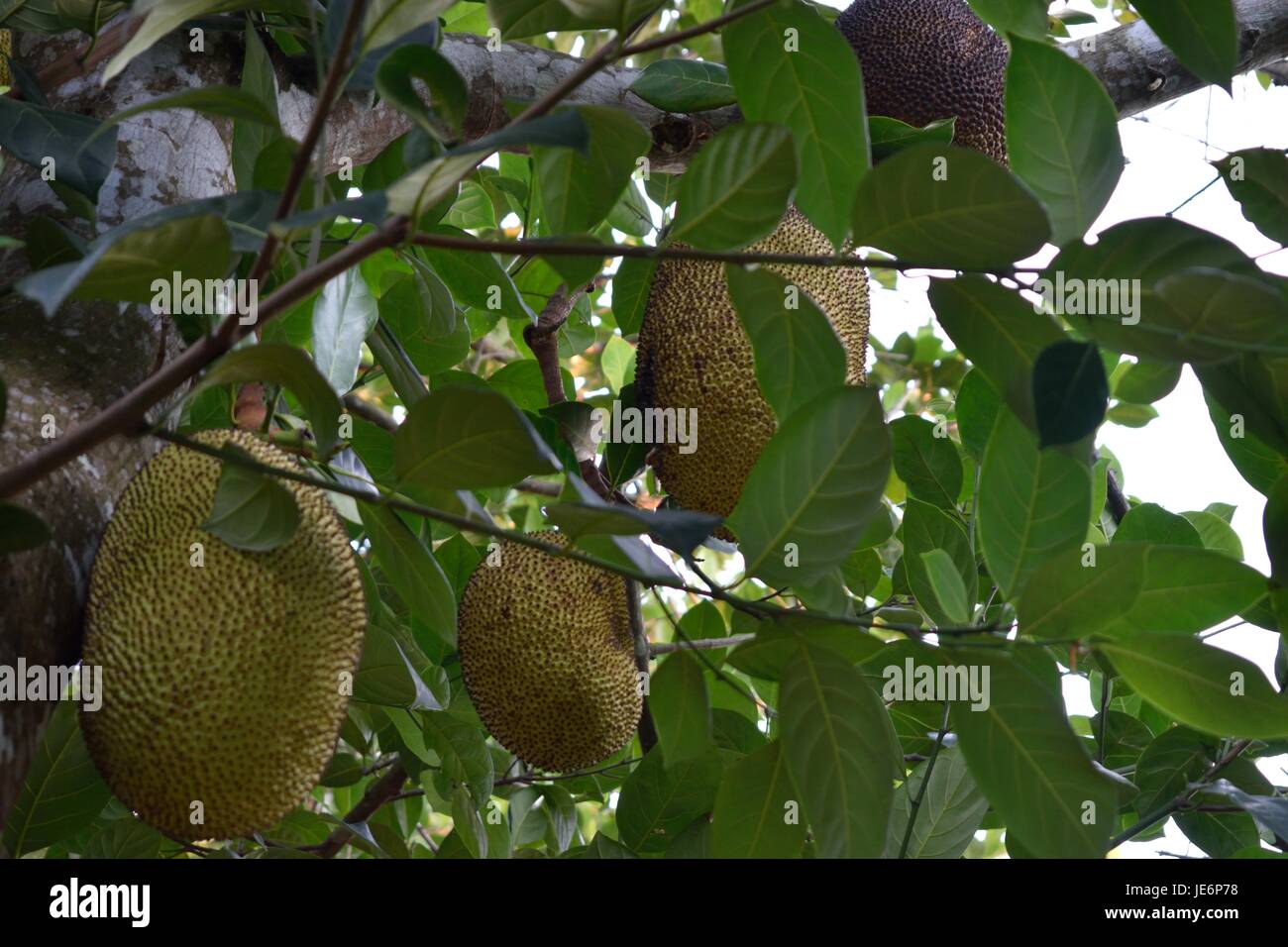 Jackfruit growing hi-res stock photography and images - Alamy
