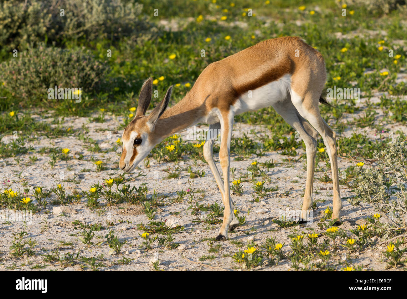 Springbok close hi-res stock photography and images - Alamy