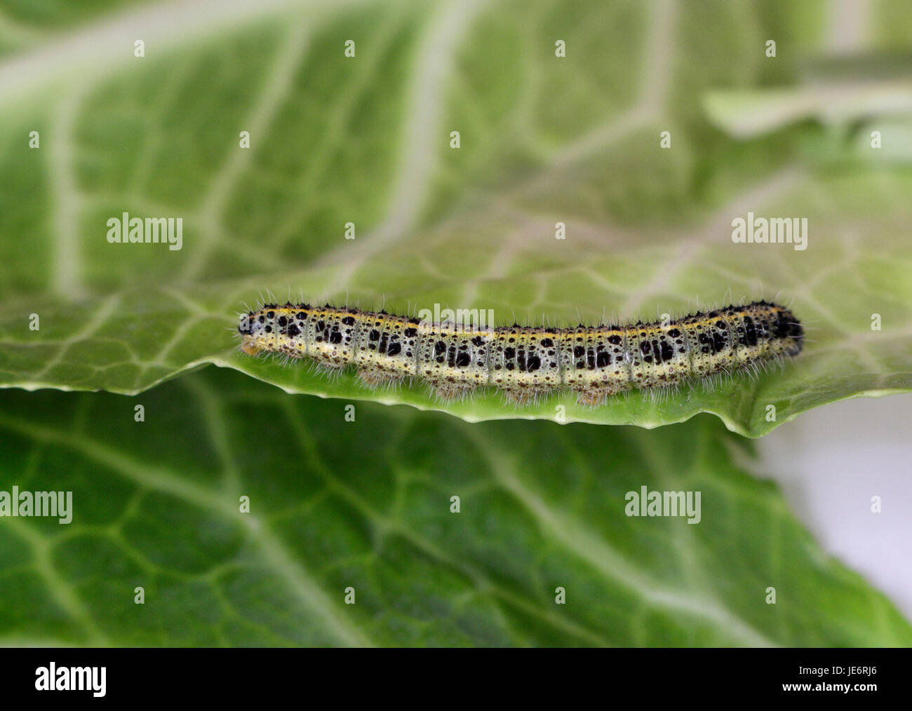 Cabbage white larvae hi-res stock photography and images - Alamy