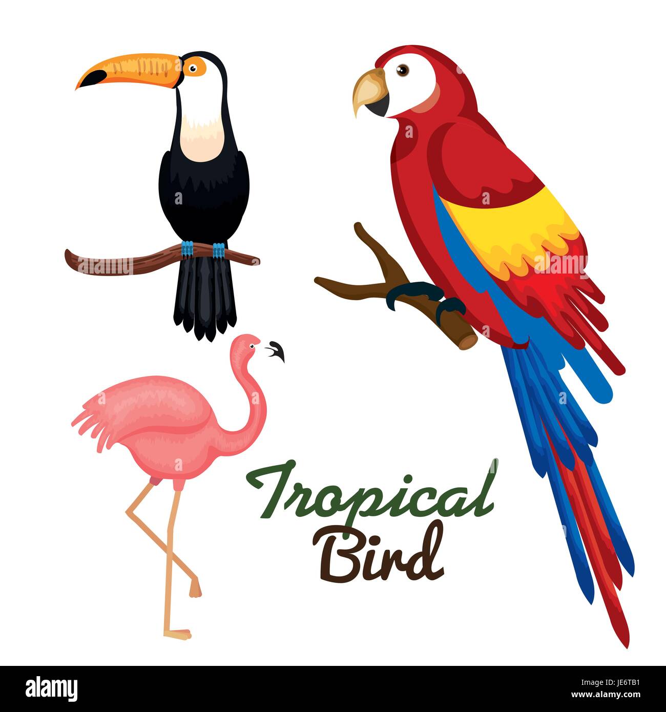 Toucan guacamaya and flamingo over white background vector illustration ...