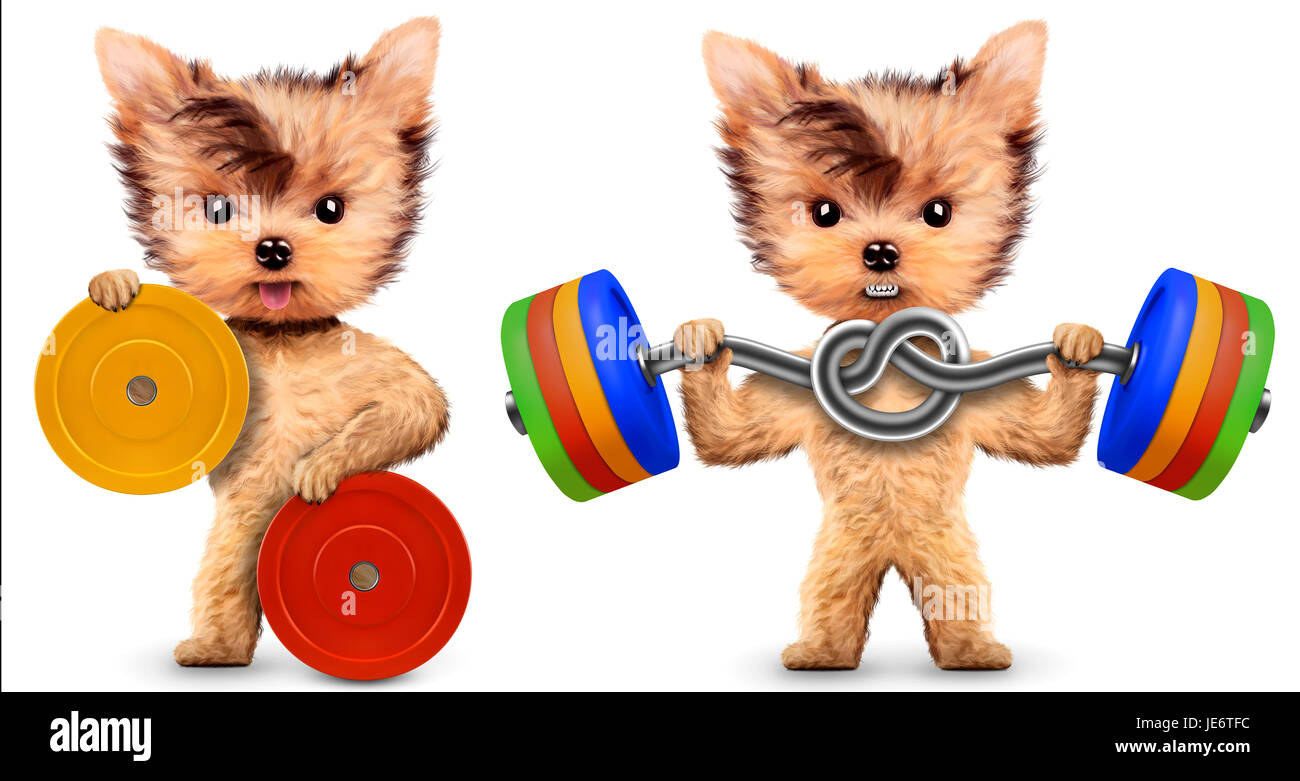Funny dogs training with barbells in sport gym. Concept of sport and ...