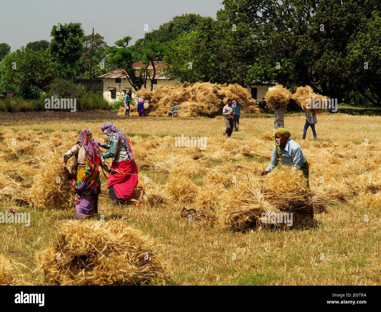 Indian womans working on the field at Kaladunghi, Utarakhand, India ...
