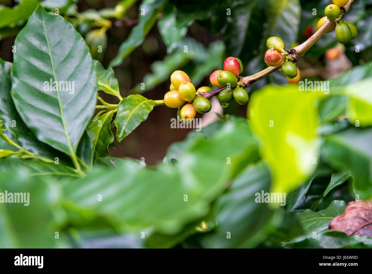 Group row colorful fruits of coffee berry ripening on a tree and drops ...