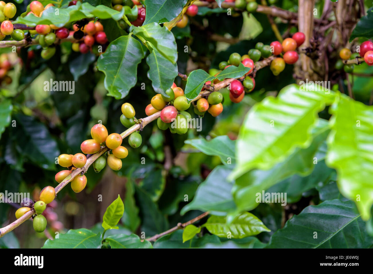 Group row colorful fruits of coffee berry ripening on a tree and drops ...