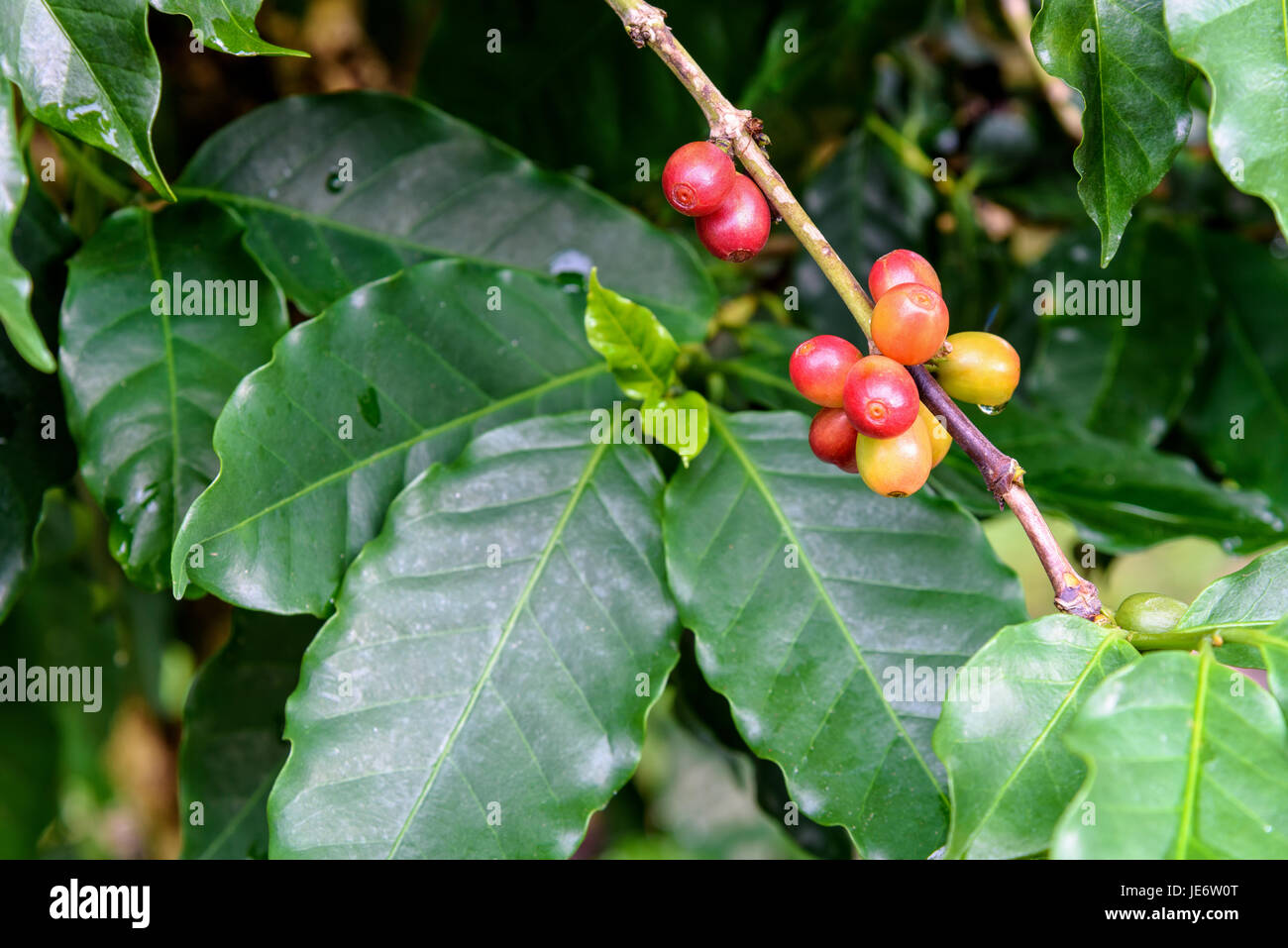Group row colorful fruits of coffee berry ripening on a tree and drops ...