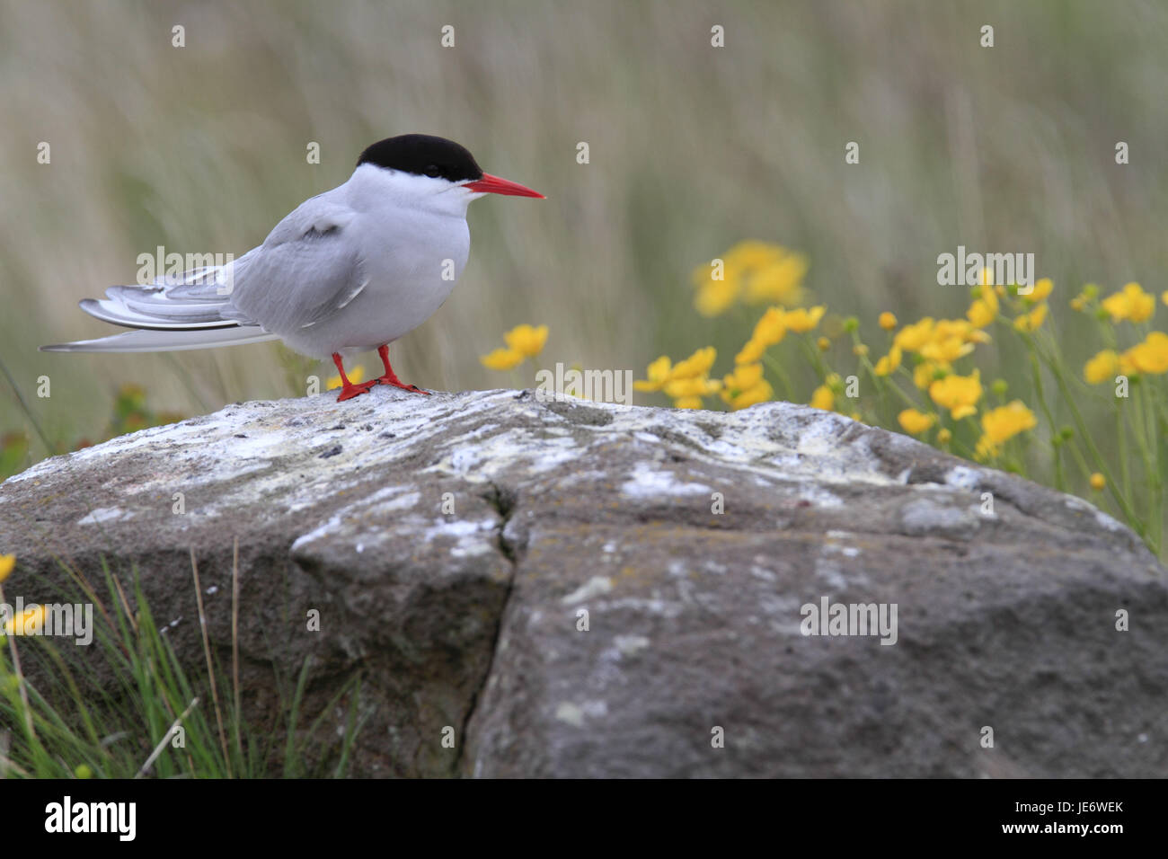 Europe, Northern Europe, Iceland, coastal tern, Arctic Tern, sterna ...