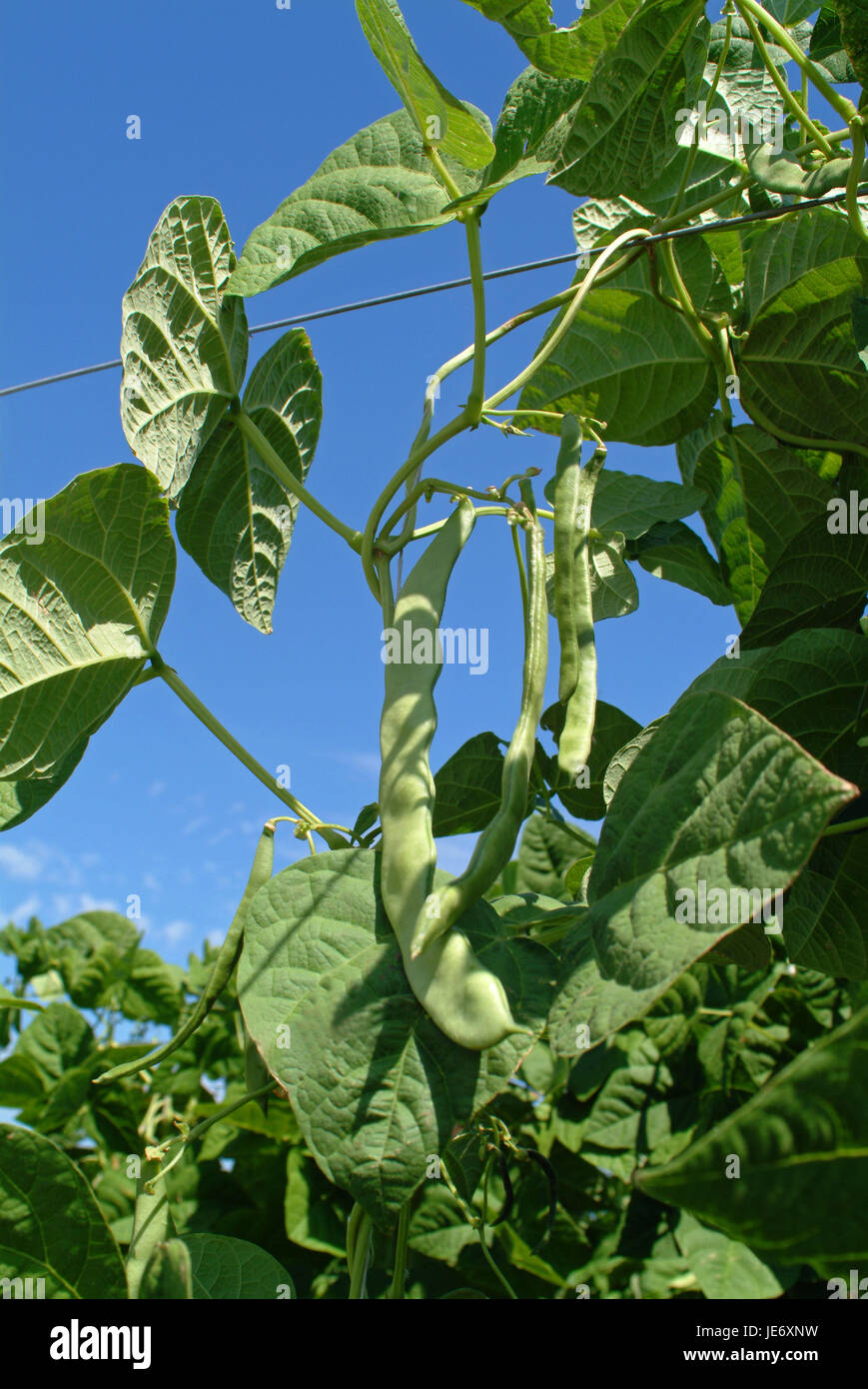 French beans on the field Stock Photo - Alamy