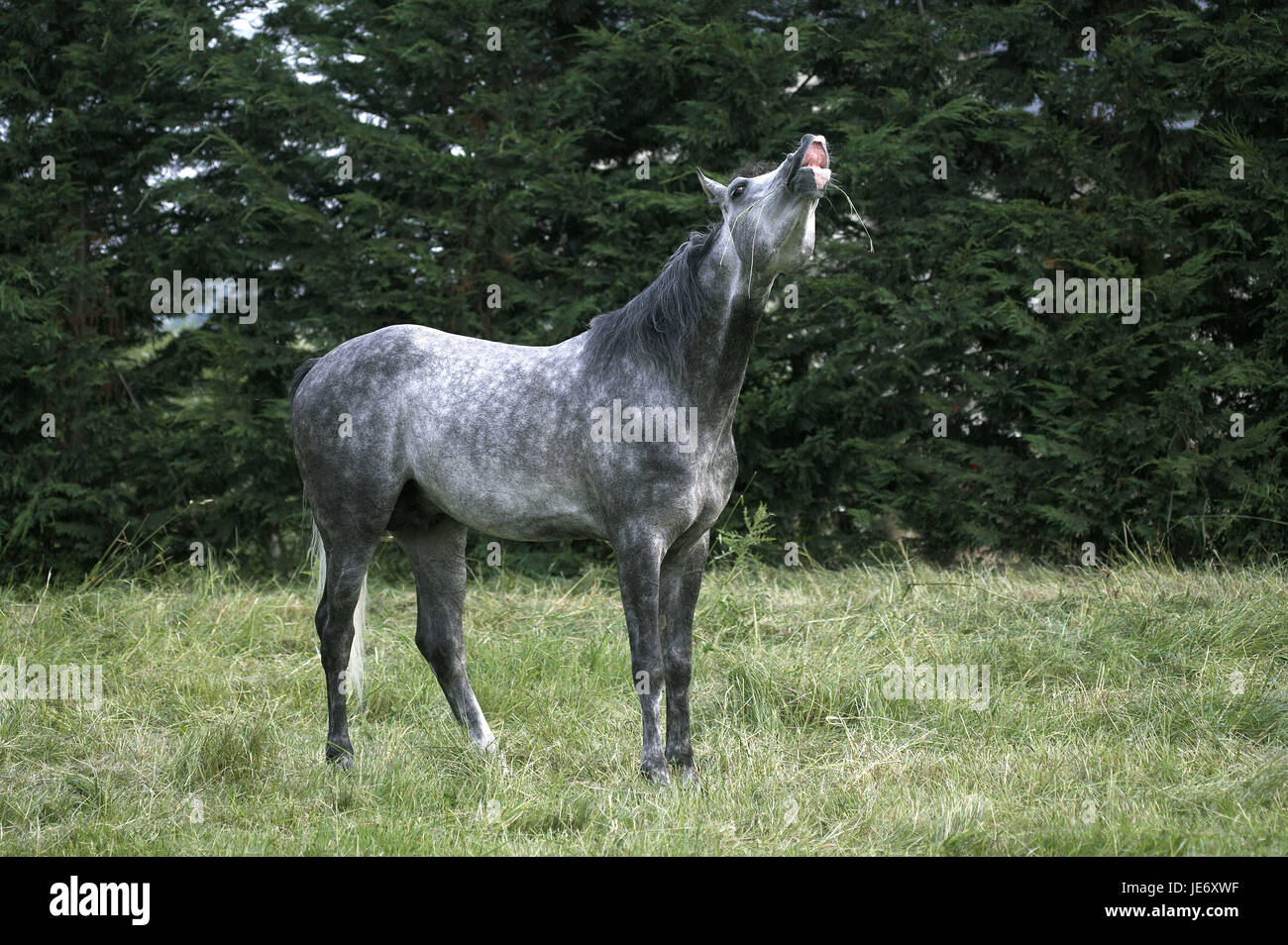 Adult horse hi-res stock photography and images - Alamy