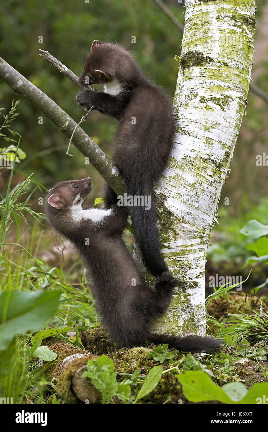 Animal normandy house hi-res stock photography and images - Alamy