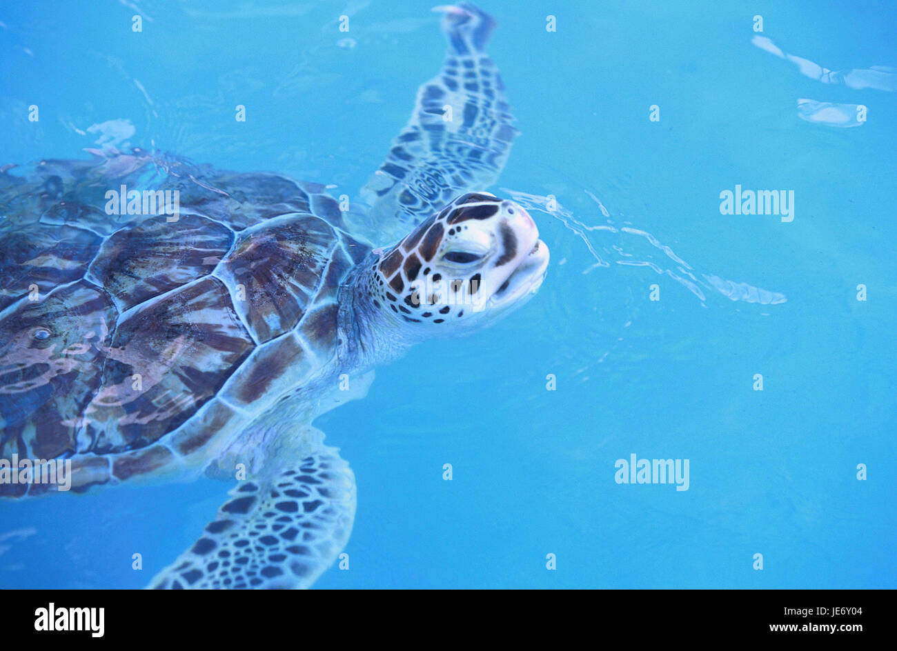 Mexico, peninsula Yucatan, Isla Mujeres, tortoise's farm, tortoise ...