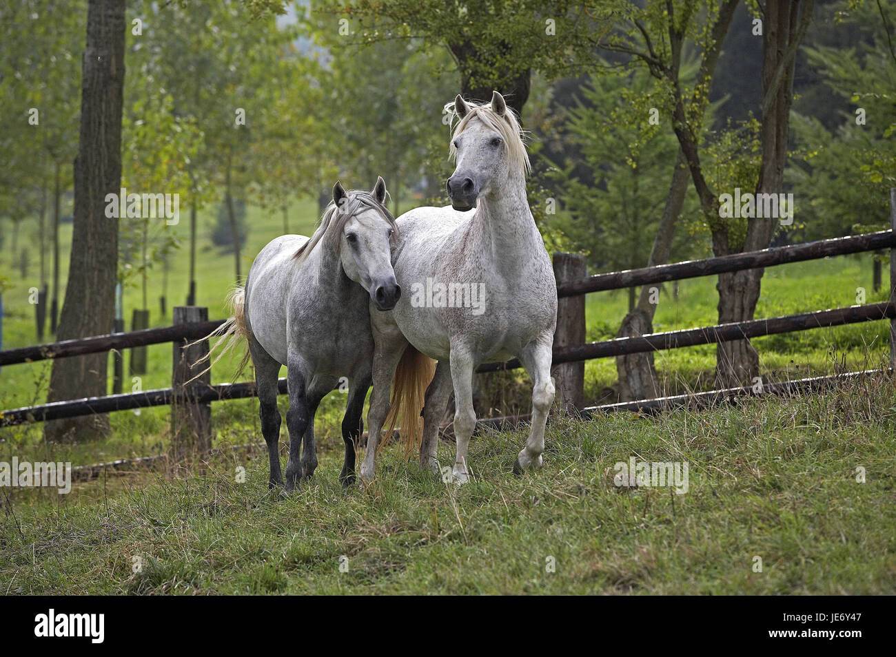 Adult animals hi-res stock photography and images - Alamy