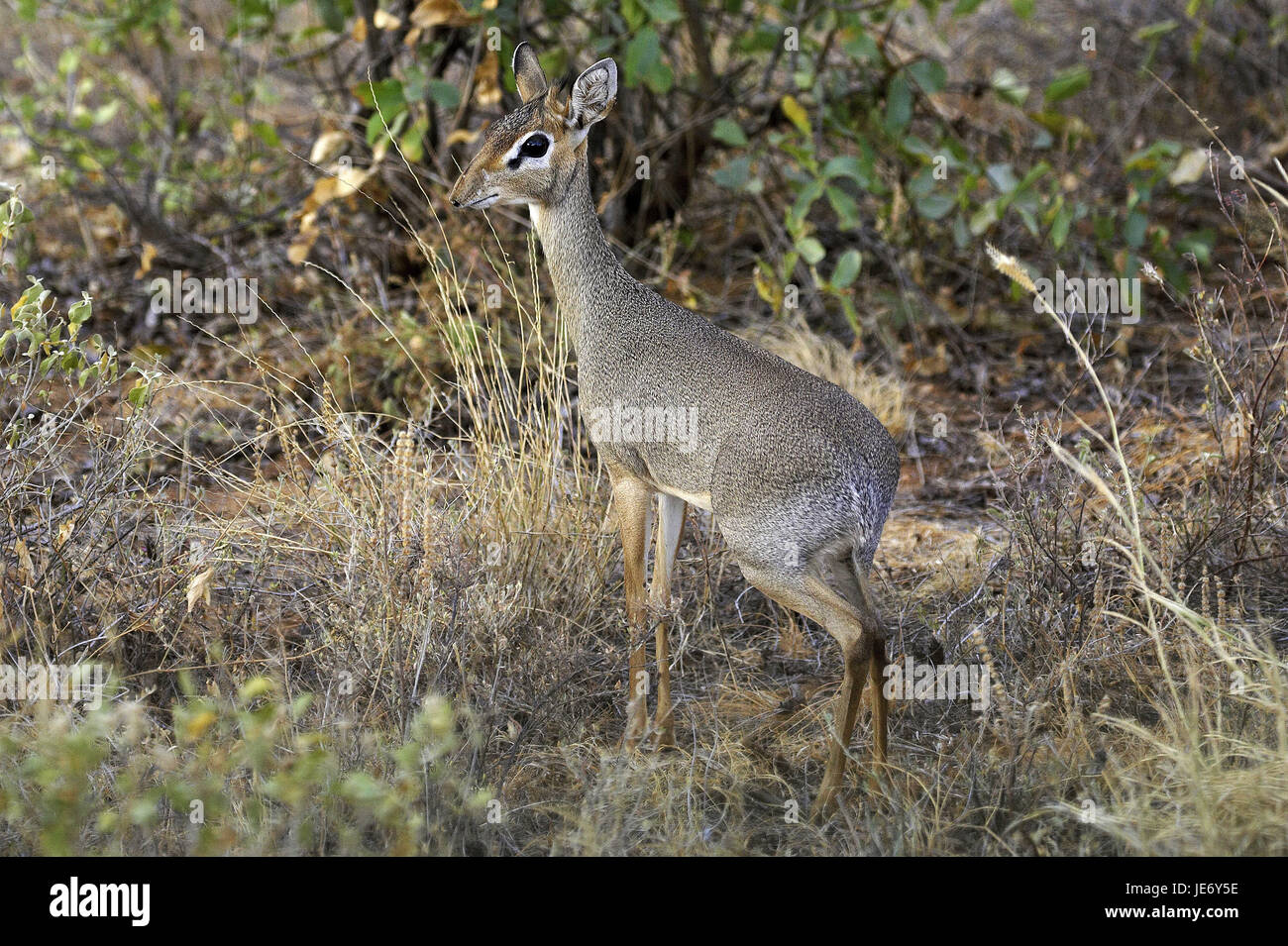 Dikdiks or Kirk-Dikdik, Madoqua kirkii, adult animal, stand, dry grass ...