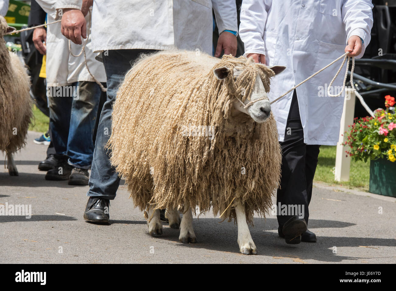 Leicester longwools hi-res stock photography and images - Alamy