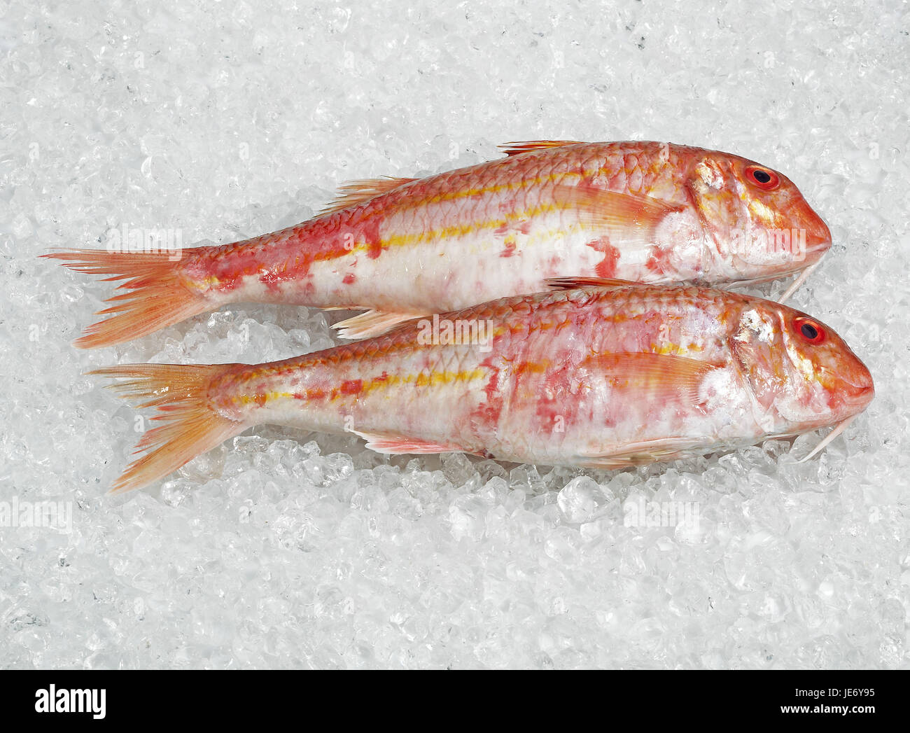 Sea cuckoo, Trigla cuculus, fish, on E sharp Stock Photo - Alamy
