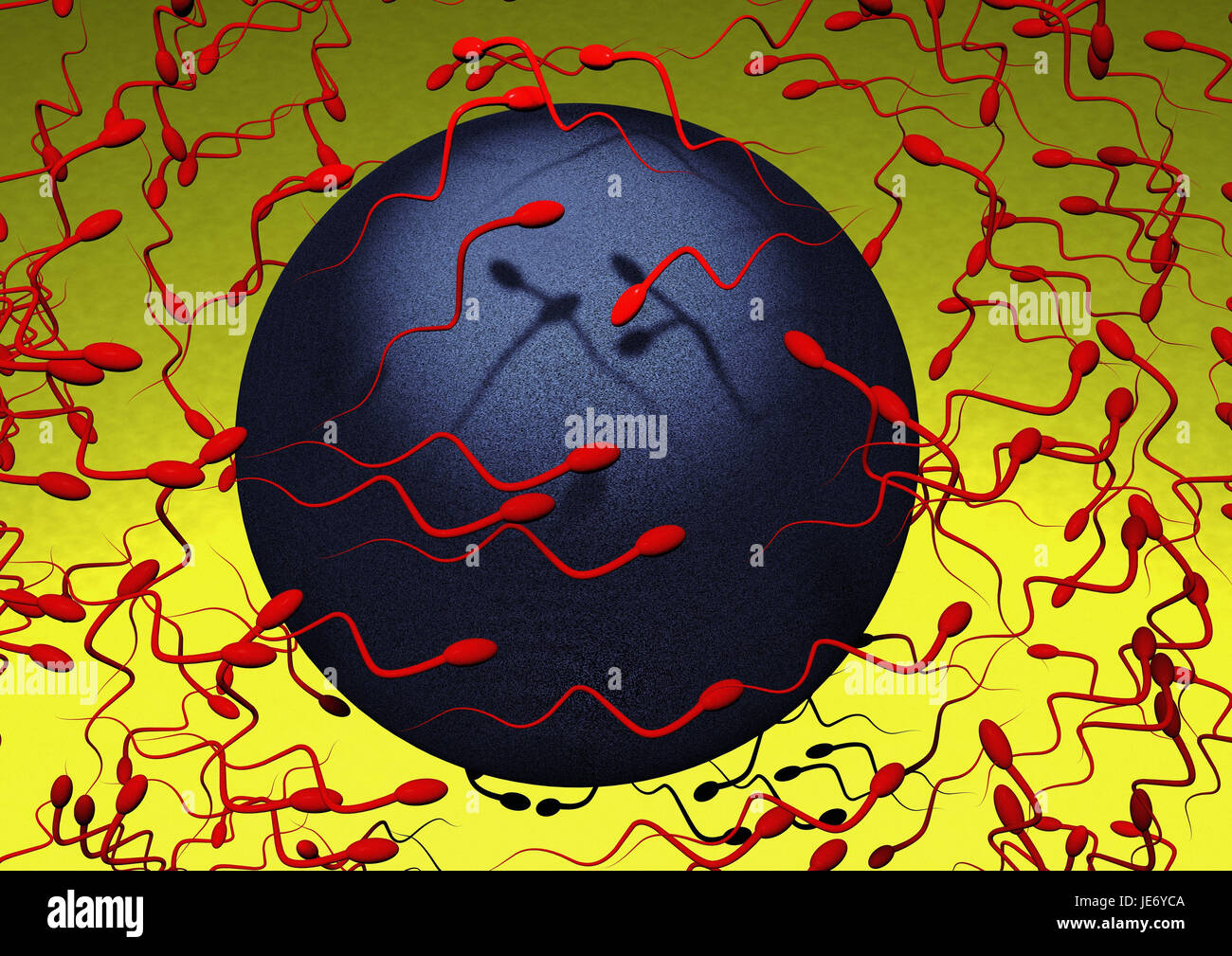 Fecundation hi-res stock photography and images - Alamy