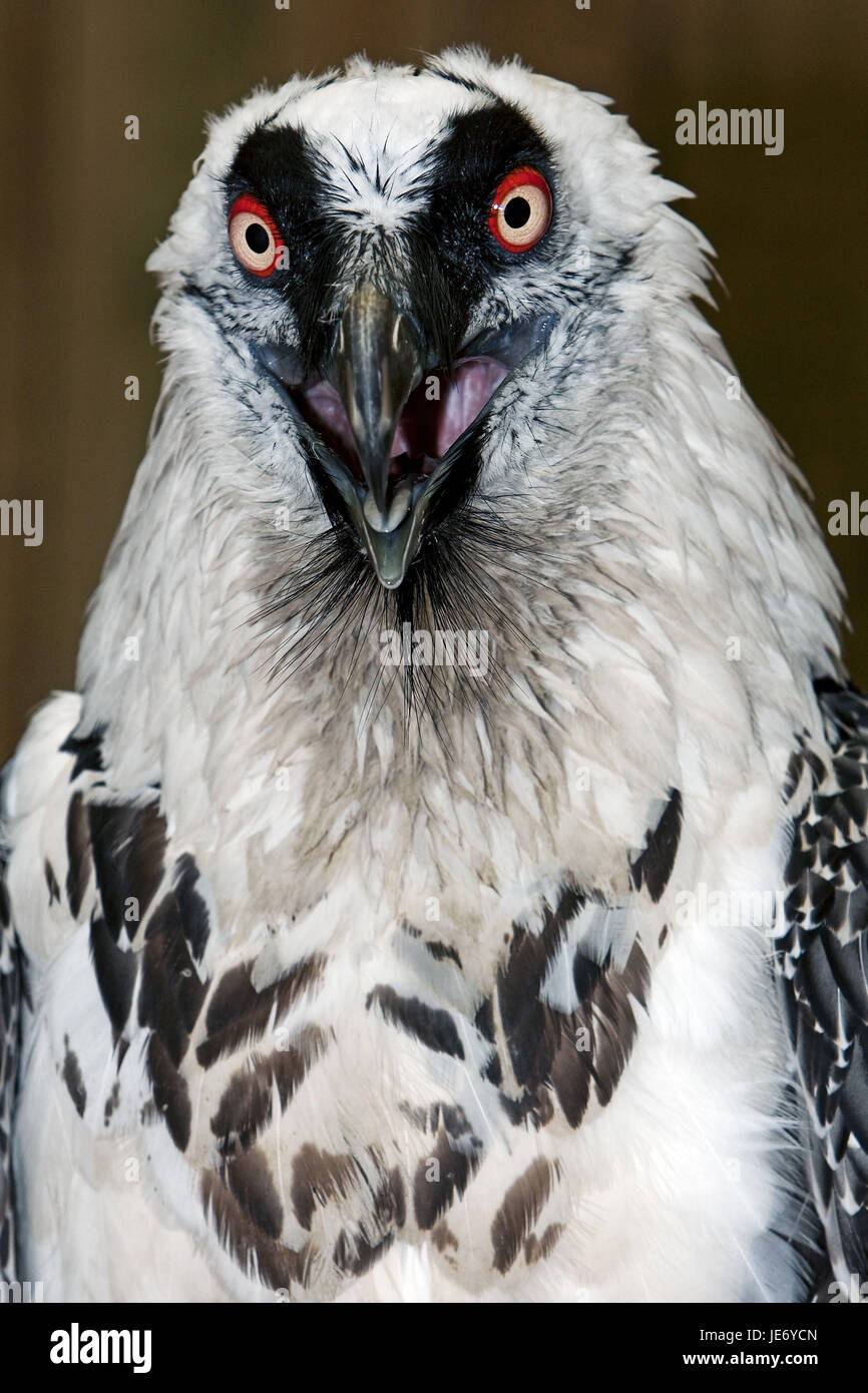 Beard vulture, Gypaetus barbatus, adult animal, portrait Stock Photo ...