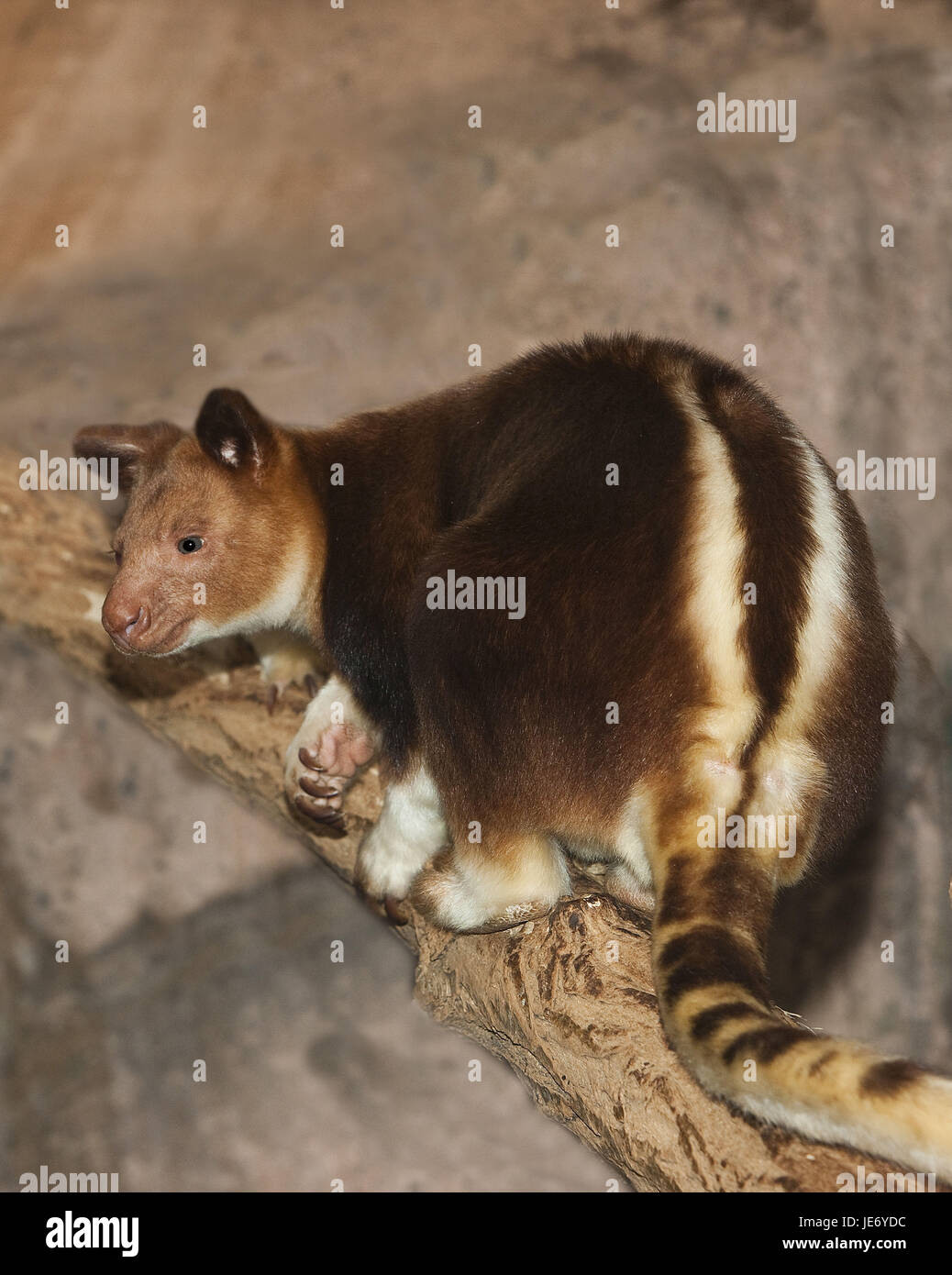 Dendrolagus hi-res stock photography and images - Alamy