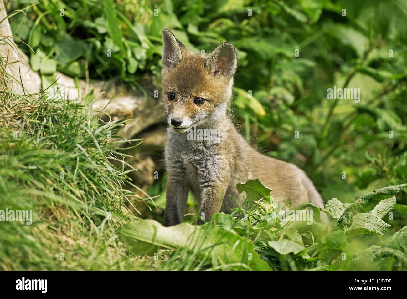 Stand up for the animals hi-res stock photography and images - Alamy