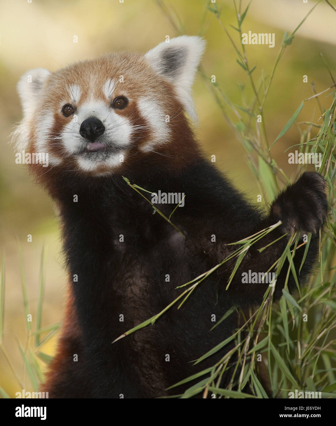 Small panda, Ailurus fulgens, also red panda, adult animal, eat, bamboo ...