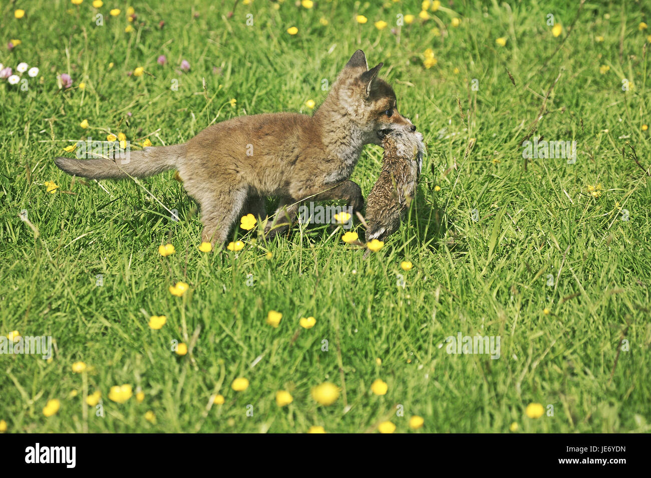 Red fox, Vulpes vulpes, young animal, go hunting, rabbits, Normandy ...