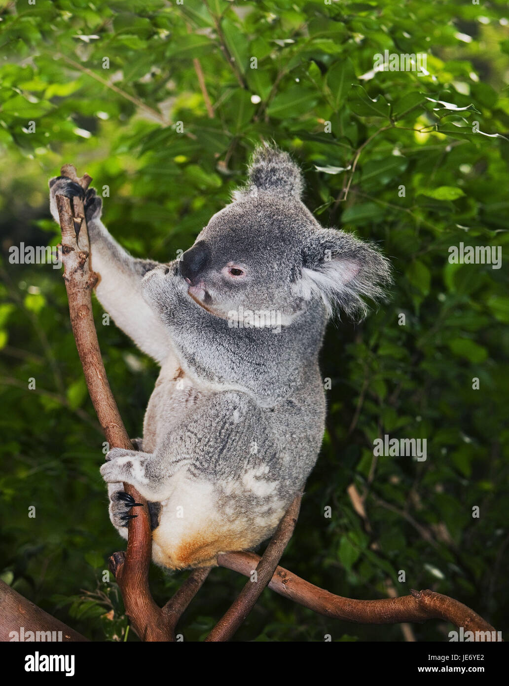 Koala, Phascolarctos cinereus, also ash-grey koala, little man, stand ...