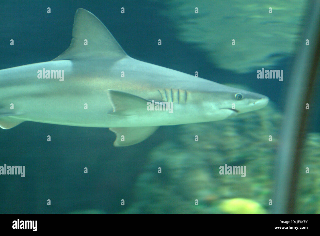 Sharks in aquarium hi-res stock photography and images - Alamy