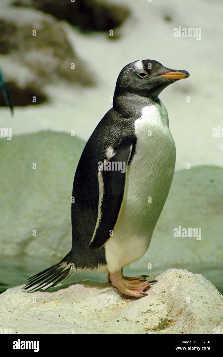 Donkey penguin hi-res stock photography and images - Alamy