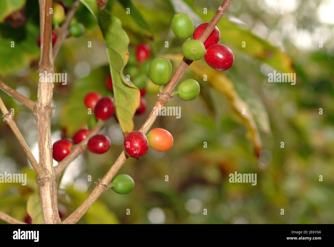 Coffee tree hi-res stock photography and images - Alamy