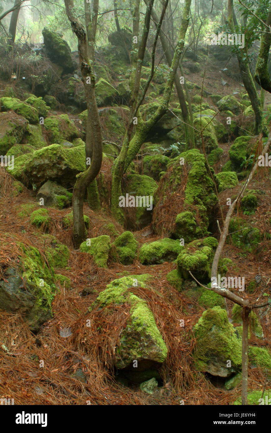 Plants, damp wood, Tenerife, the Canaries Stock Photo - Alamy