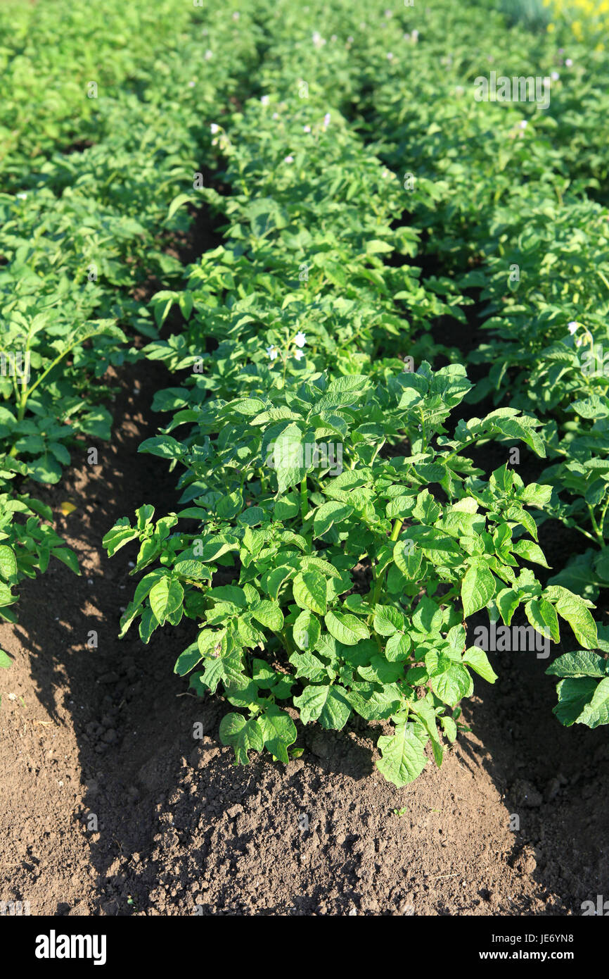 A green field of potatoes growing up Stock Photo - Alamy
