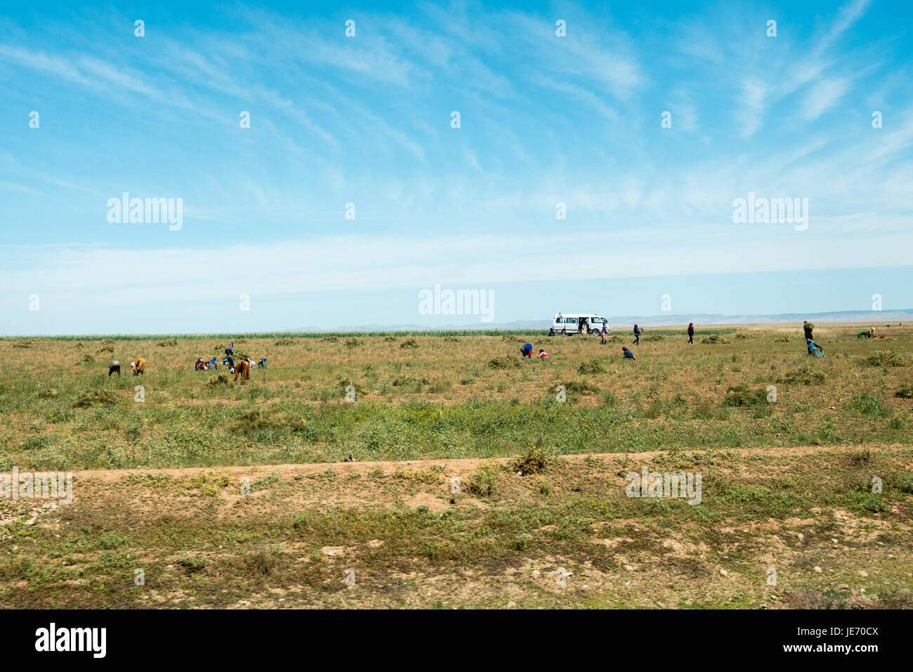 Wheat fields in rural Syria Stock Photo - Alamy