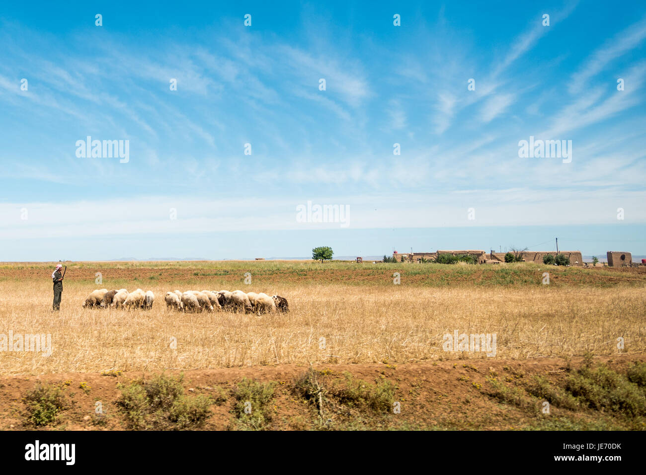Shepherd syria sheep hi-res stock photography and images - Alamy