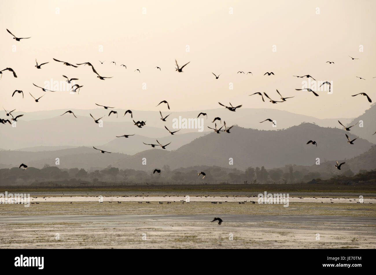 India, Rajasthan, Udaipur, Pichola lake, birds over the lake Stock ...