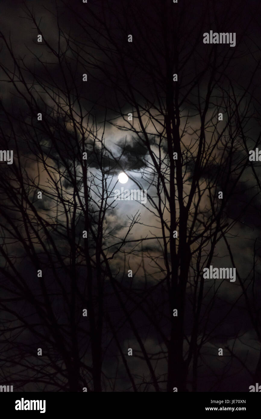 Indiana, Pennsylvania - A nearly full moon through the trees in western ...